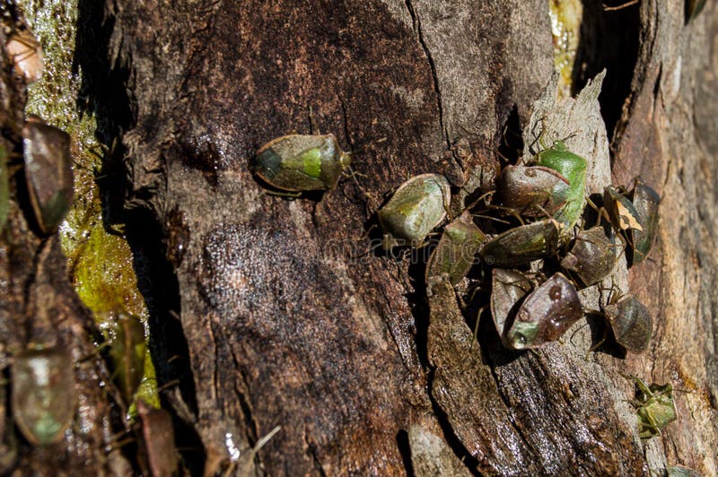Insect colony stock photo. Image of green, brown, tree - 81323550
