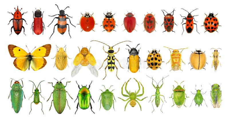 Insect color diversity stock photo. Image of rhynchophorus - 232668264