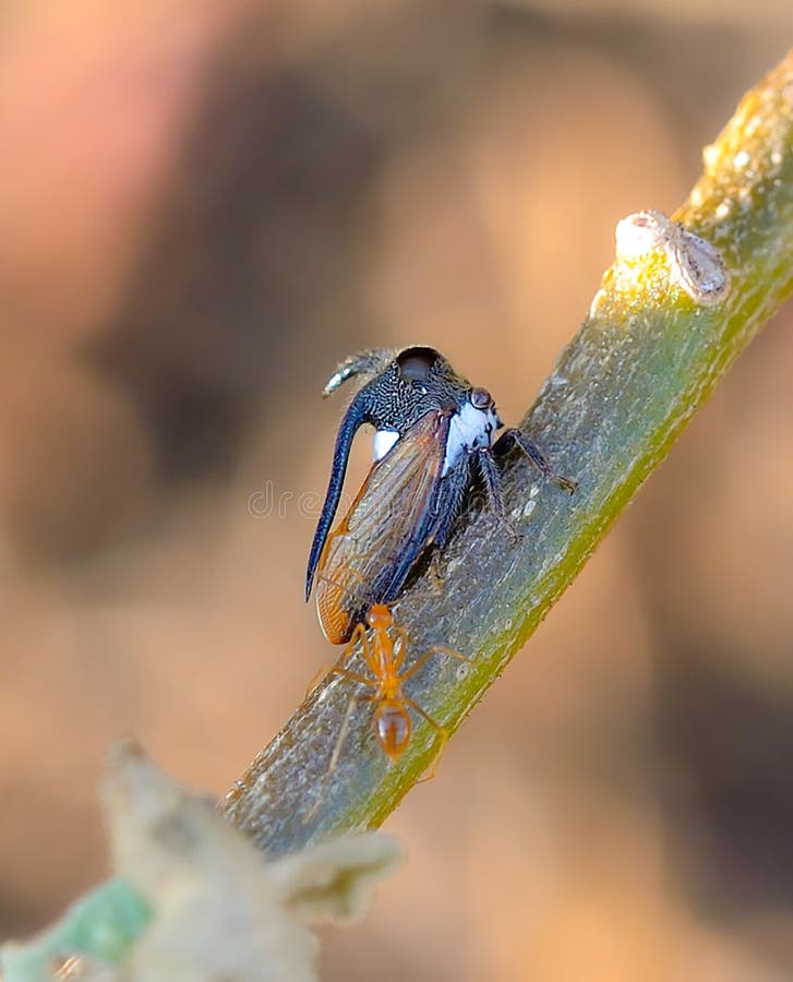 Insect stock photo. Image of insect, close, beauty, color - 66615186