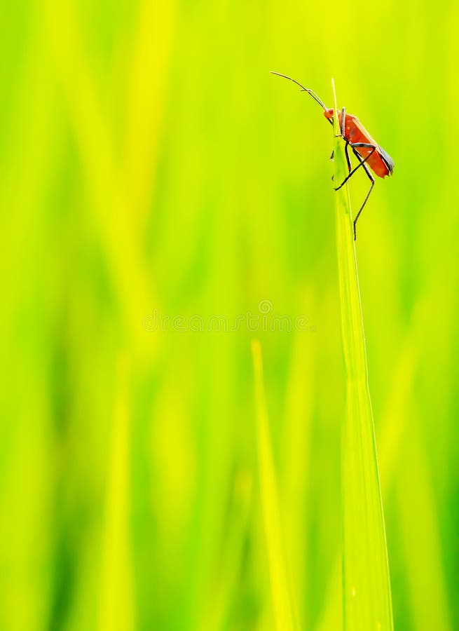 Insect stock photo. Image of beautiful, insect, animals - 76888718