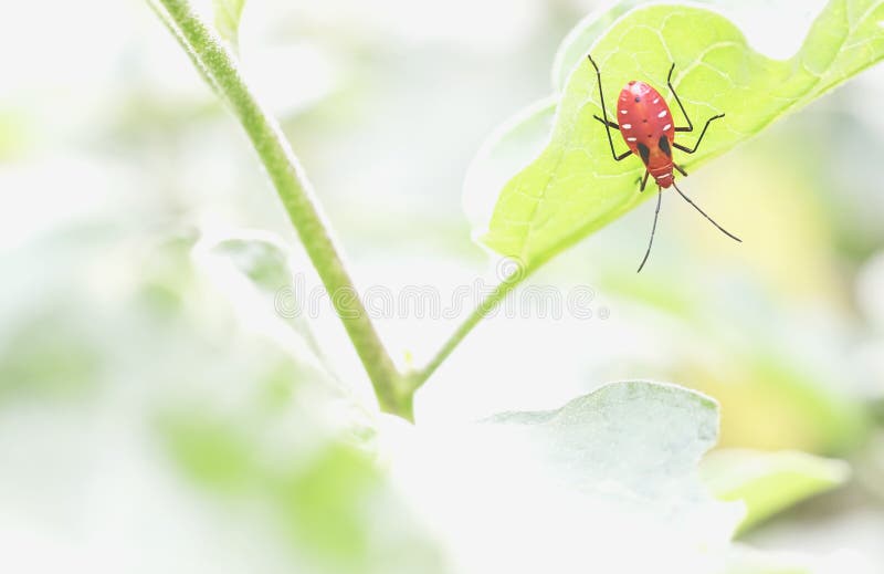Insect stock photo. Image of beauty, detail, collection - 77389804