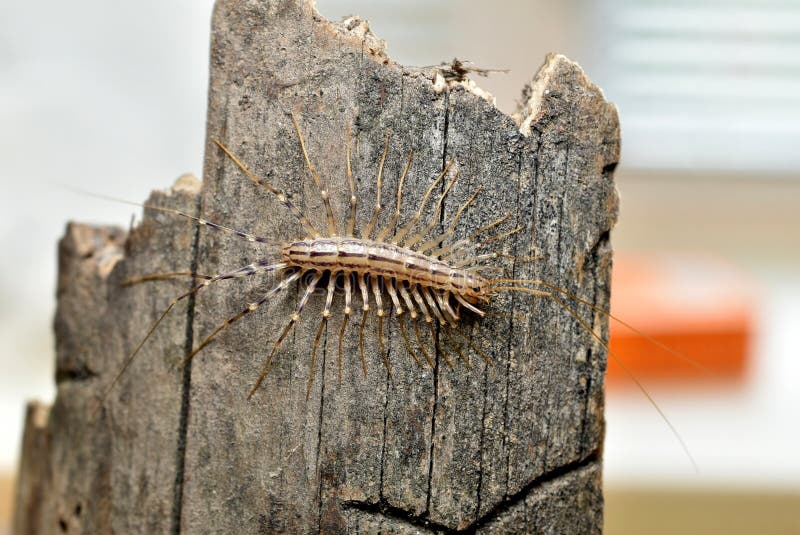 Full-length View of a Common Flycatcher Perched on a Tree Stock Photo ...