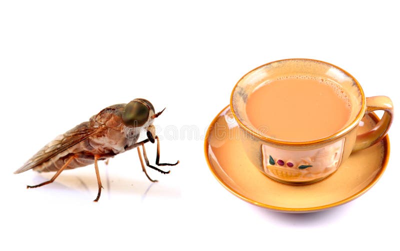 Pest control stock image. Image of isolated, pest, insecticide - 19445425