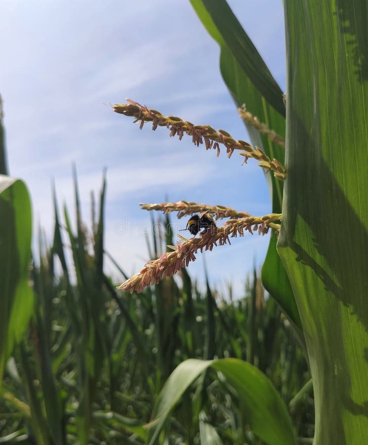 Insect in a corn field stock image. Image of flower - 194483813
