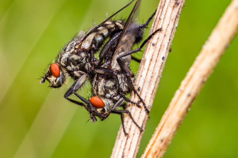 Insect couple stock image. Image of love, macro, eyes - 94444049