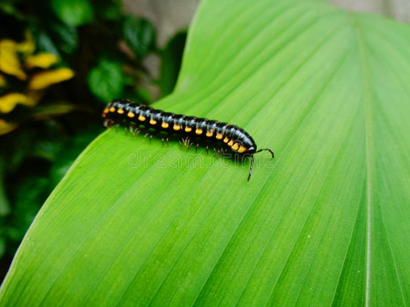 Insect Closeup in Green Leaf Stock Image - Image of black, insect ...