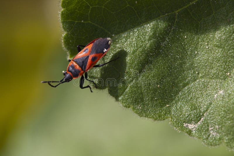 Insect Crawling at the End of a Leaf Stock Image - Image of spring ...