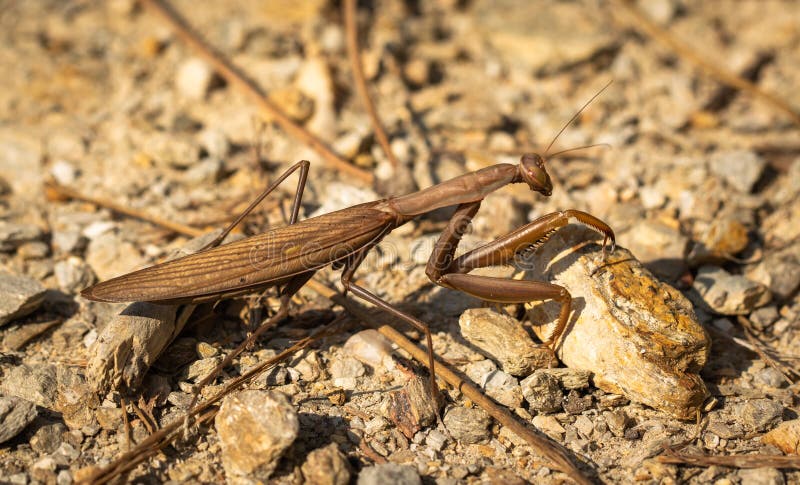 An Insect Crawling on the Ground Stock Image - Image of vicentina ...