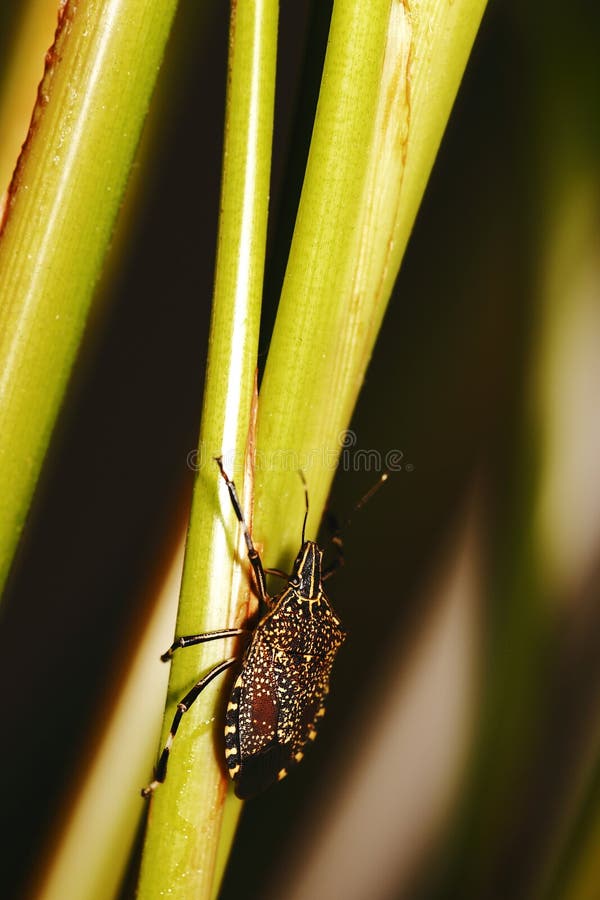 Insect on leaf stock image. Image of leaf, animal, plant - 30033369