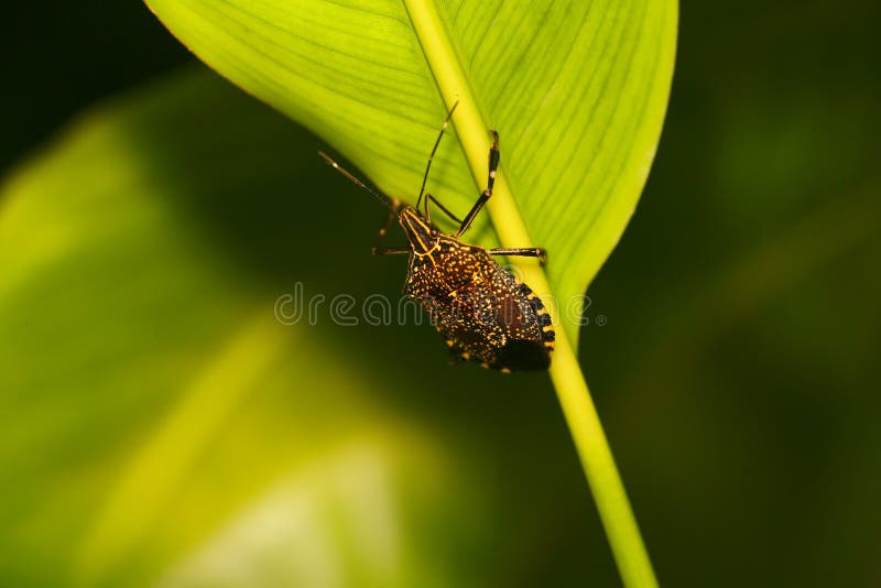 Insect on leaf stock photo. Image of life, plant, insect - 30033378