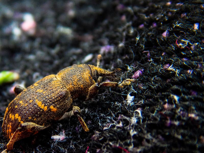 Insect Crawling on the Surface Macro Stock Image - Image of insect ...