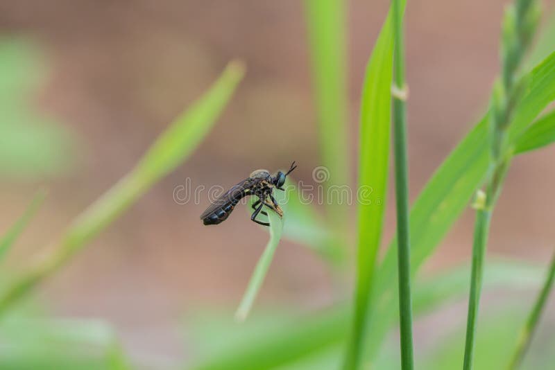 An Insect Crawls Up on the Grass Outside Stock Image - Image of garden ...