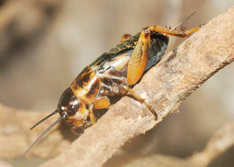 Insect cricket stock image. Image of amazon, arthropod - 13570917