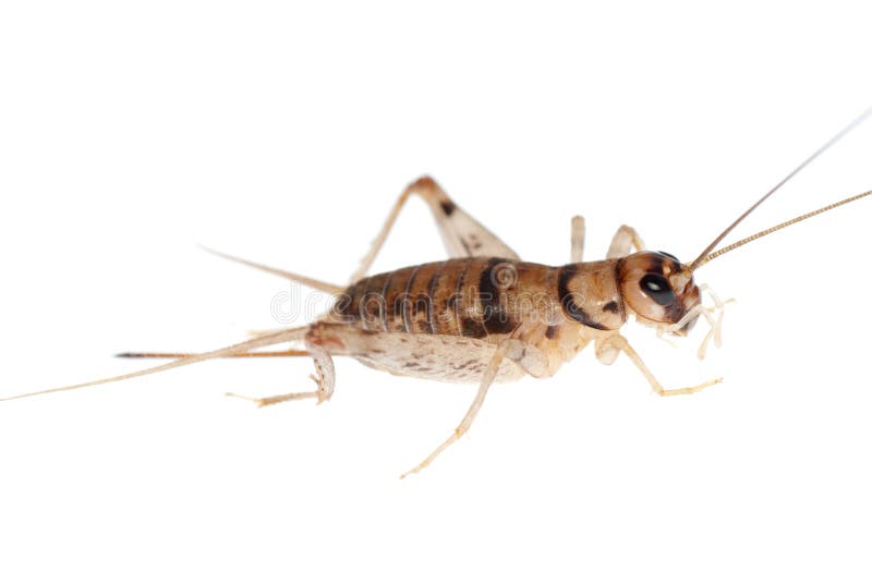 Field Cricket stock photo. Image of background, white - 17642946