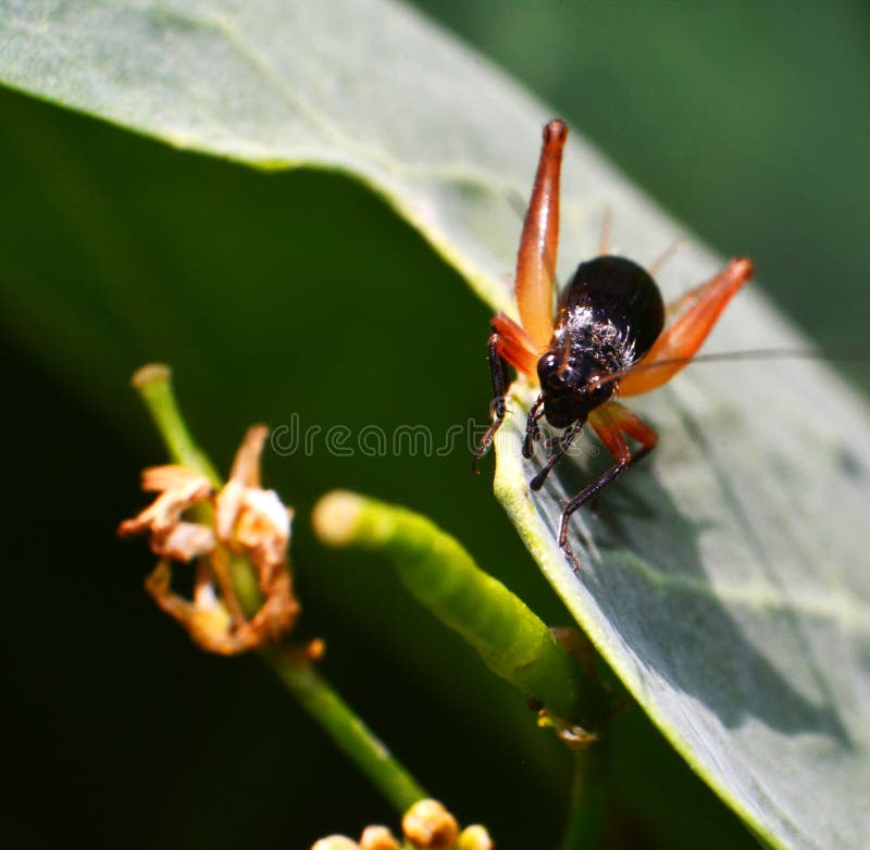 Insect Cricket close up stock image. Image of stem, small - 50317193