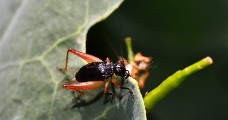 Insect Cricket close up stock photo. Image of arthropod - 50317220