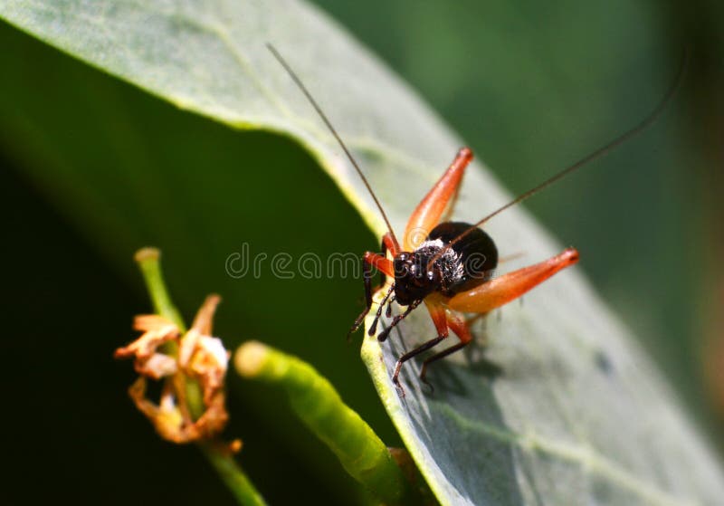 Insect Cricket close up stock image. Image of small, plant - 50898231