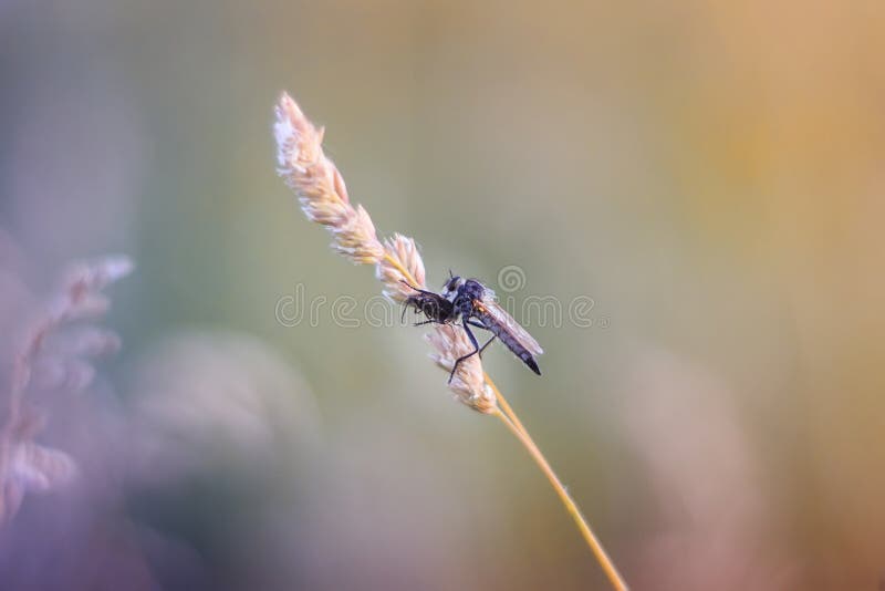 Insect Ctyri Sitting on the Grass and Eats Caught a Fly Stock Photo ...