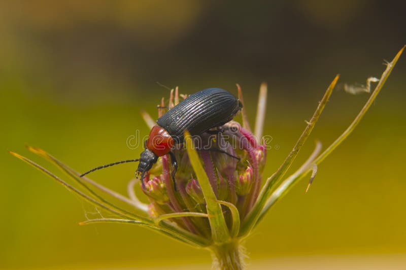 Insect stock image. Image of staring, butterfly, female - 77937999