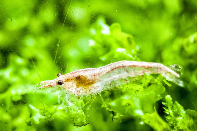 Shrimp or Red Aquarium Prawn. Neocaridine Heteropoda Stock Photo ...