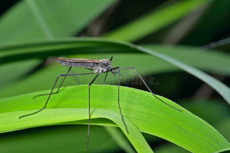 Insect daddy-long-legs 3 stock photo. Image of dipterous - 145810532