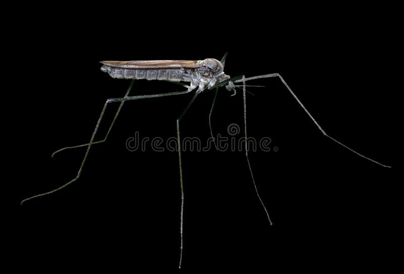 Insect daddy-long-legs 7 stock photo. Image of close - 44020182