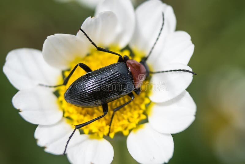 Insect on Daisy Flower in Springtime Stock Image - Image of closeup ...
