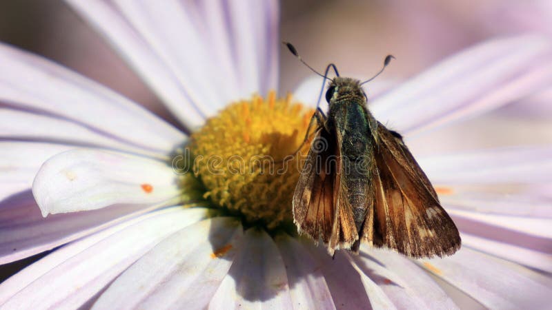 Insect on daisy stock photo. Image of moth, teamwork - 205480378