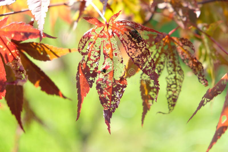 Insect damage stock image. Image of tree, june, beetles - 94531507