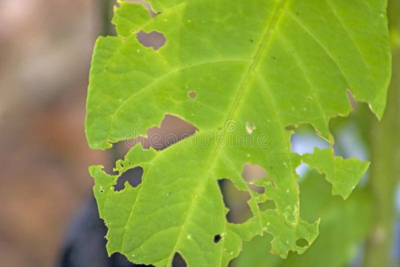 Insect Damaged Tree Leaf stock photo. Image of holes - 220195830