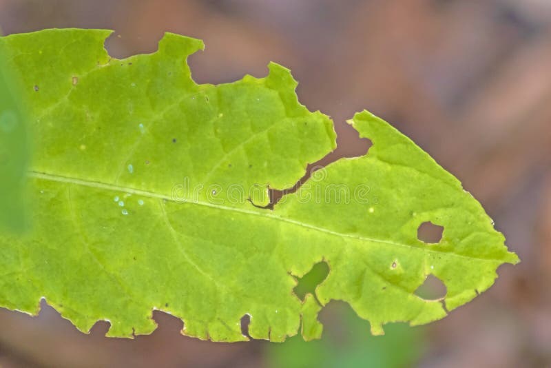 Insect Damaged Tree Leaf stock image. Image of damaged - 220195839