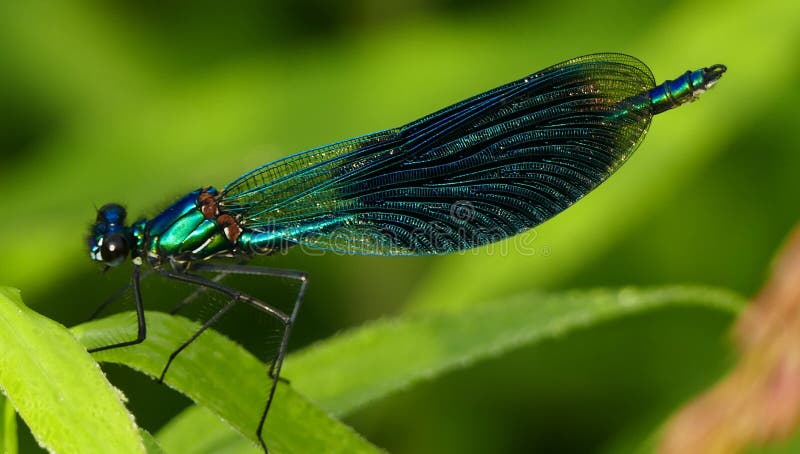 Insect, Damselfly, Dragonflies And Damseflies, Dragonfly Picture. Image ...