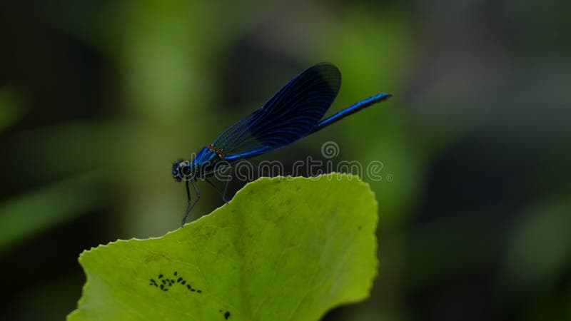 Insect, Damselfly, Dragonfly, Dragonflies and Damseflies Stock Image ...
