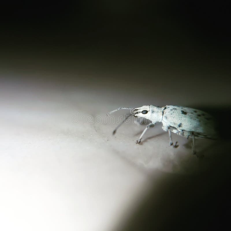 Insect in Dark Night Close Up Macro Stock Image - Image of insect ...