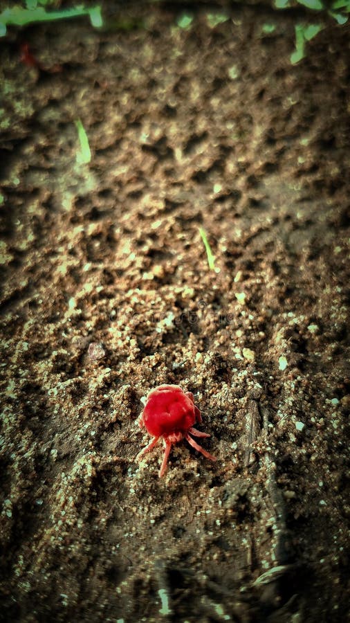 The Insect with Dark Red Colour Stock Image - Image of invertebrate ...