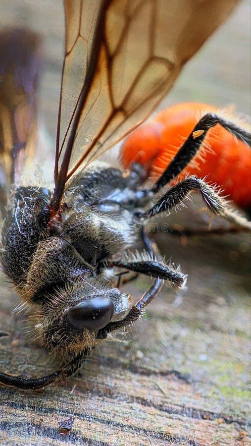Insect the dead out dor stock image. Image of dead, yellow - 279100747