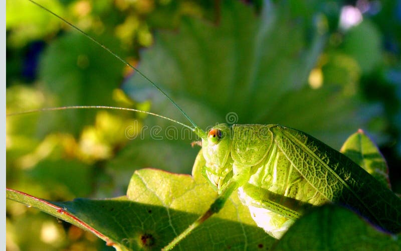 Insect Detail Picture. Image: 245268