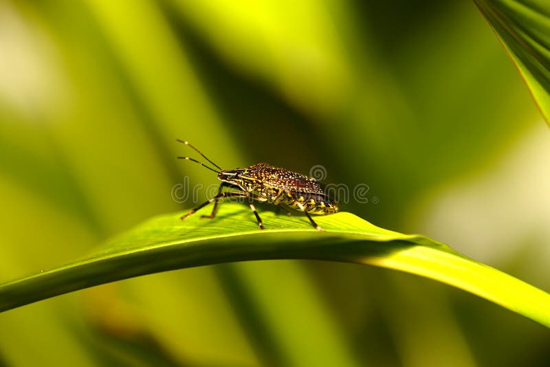 Insect op blad stock afbeelding. Image of benen, leven - 30033341