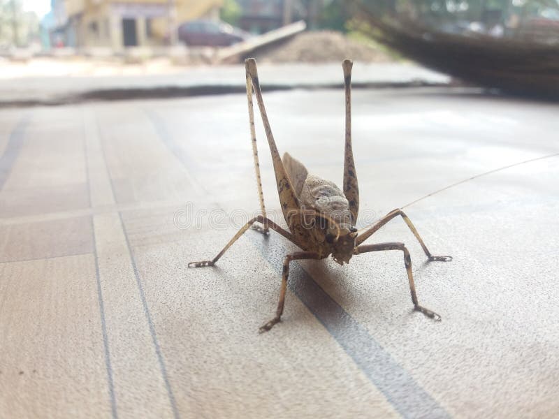 Insect stock photo. Image of single, insect, colour - 88017792