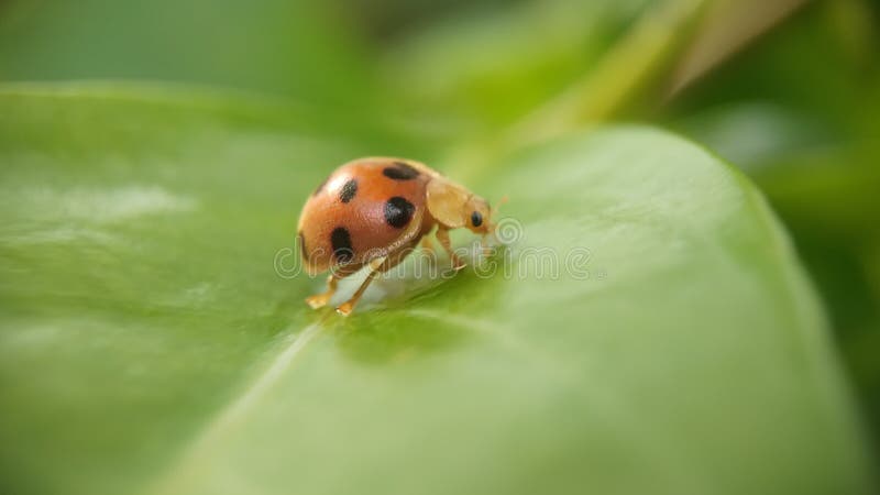 The Insect Dinding Foot on the Leaf Green Stock Photo - Image of green ...