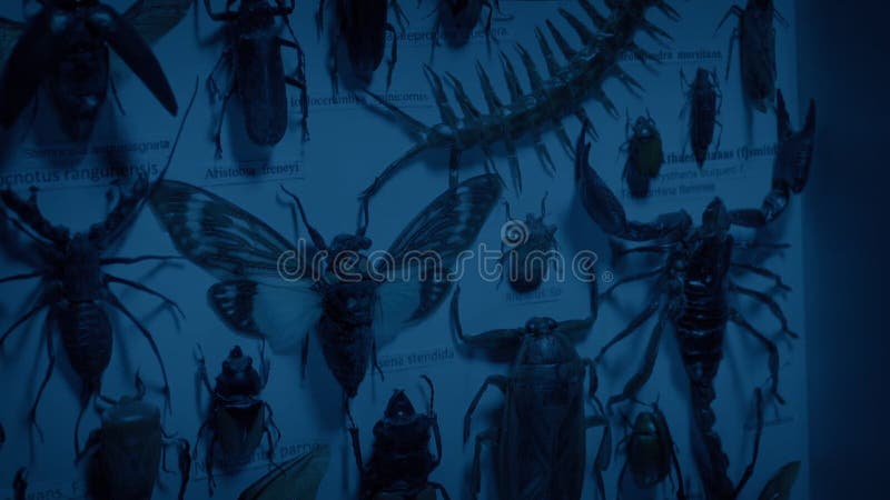 Insect Display Case in Museum after Hours Stock Footage - Video of ...