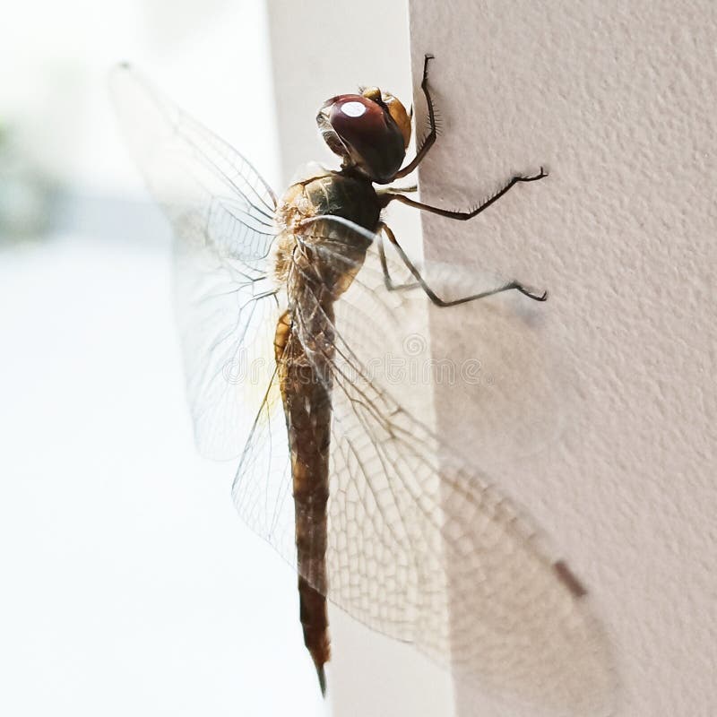 Insect Dragon fly stock photo. Image of insect, nature - 265401960