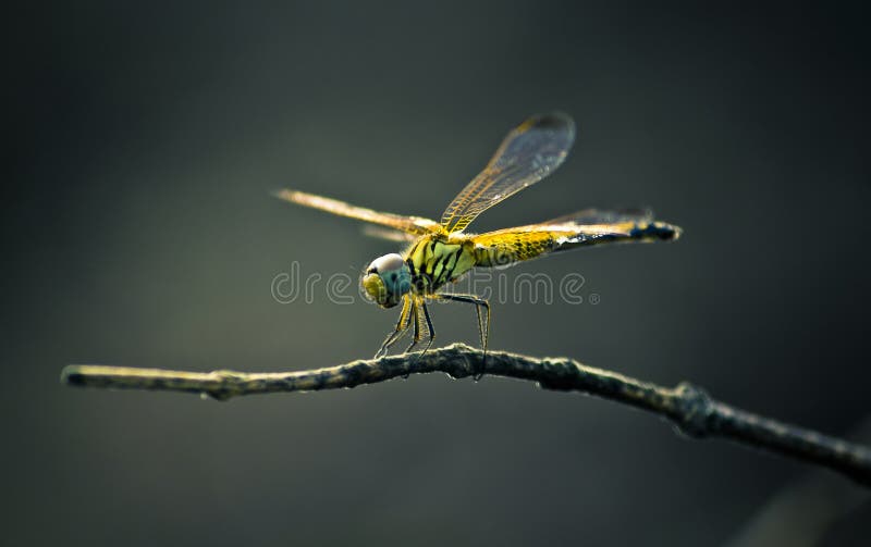 Insect Dragon Fly on a Tree Branch Stock Photo - Image of honey, dragon ...