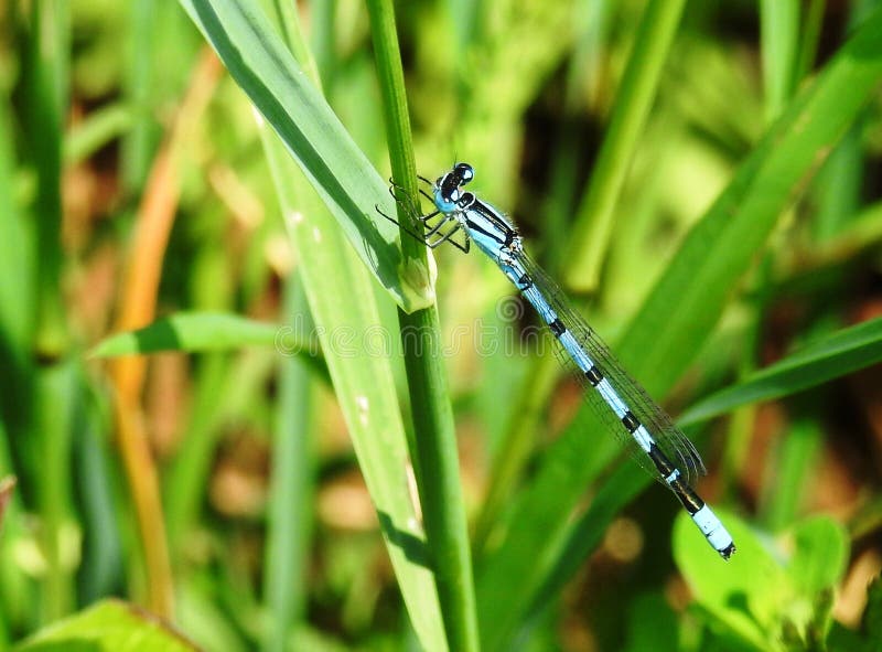 Insect, Dragonflies and Damseflies, Damselfly, Dragonfly Stock Photo ...