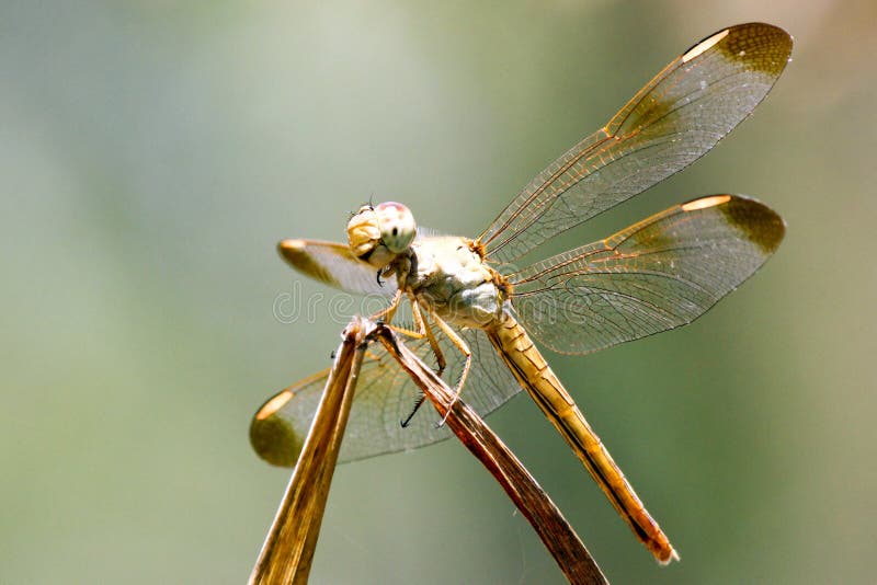 Insect - Dragonfly in Australia Stock Image - Image of closeup ...