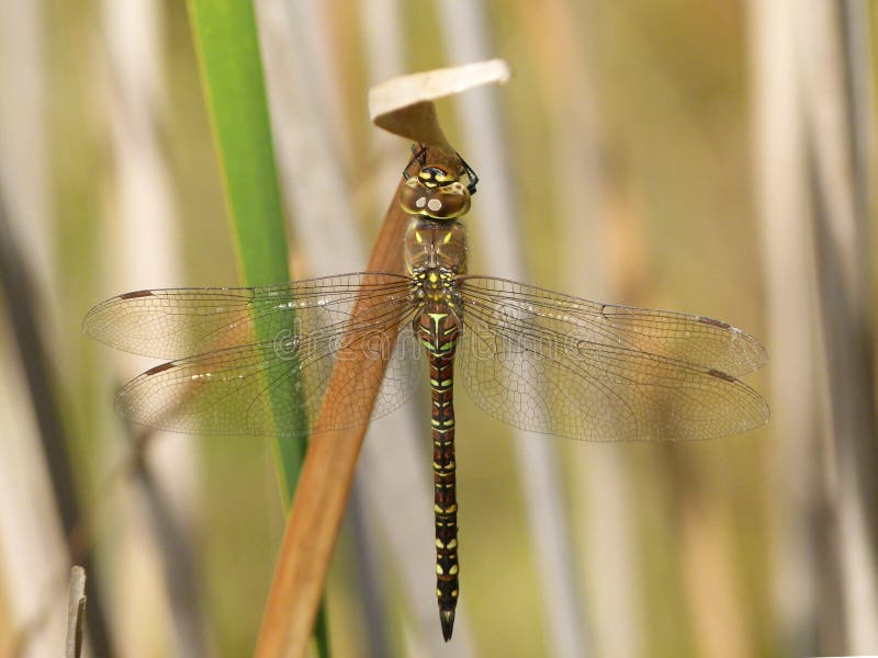 Insect, Dragonfly, Damselfly, Dragonflies and Damseflies Stock Photo ...
