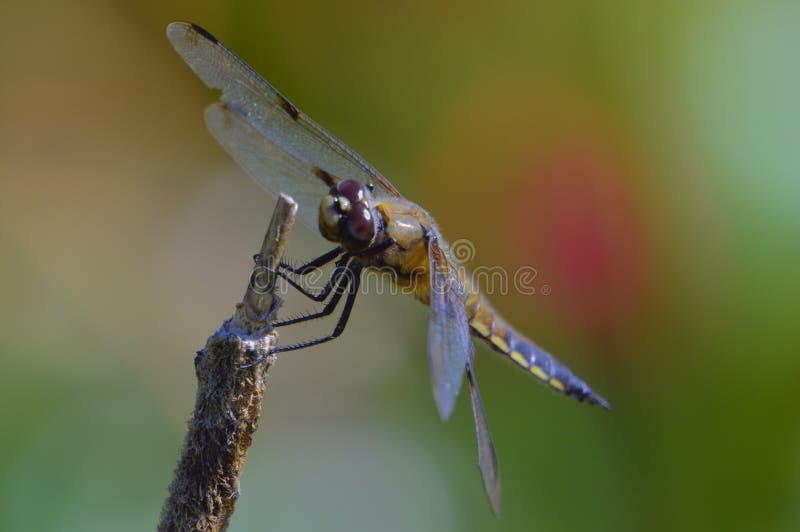 Insect, Dragonfly, Damselfly, Dragonflies and Damseflies Stock Photo ...