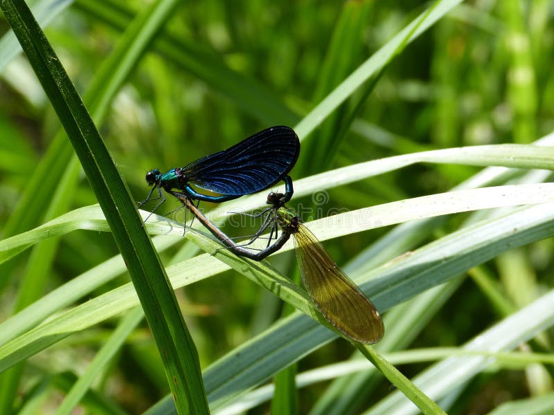 Insect, Dragonfly, Dragonflies And Damseflies, Damselfly Picture. Image ...