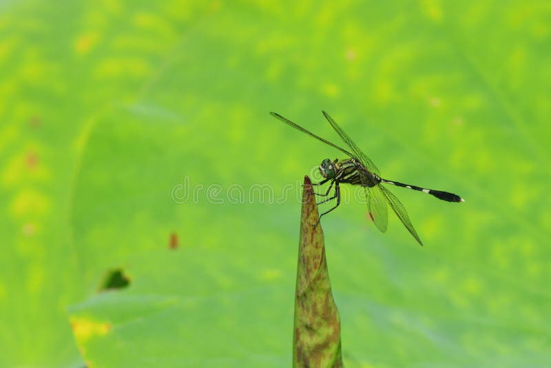 Insect, Dragonfly, Dragonflies and Damseflies, Damselfly Stock Photo ...
