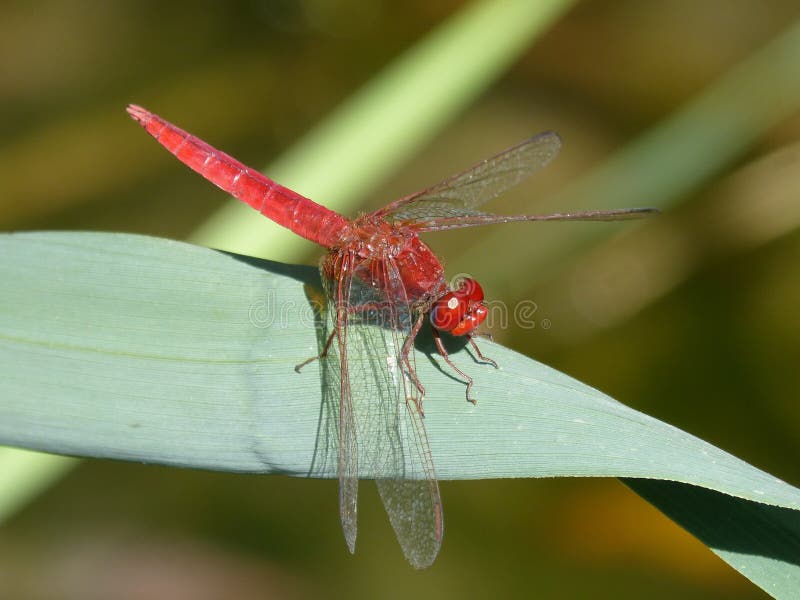 Insect, Dragonfly, Dragonflies And Damseflies, Invertebrate Stock Image ...